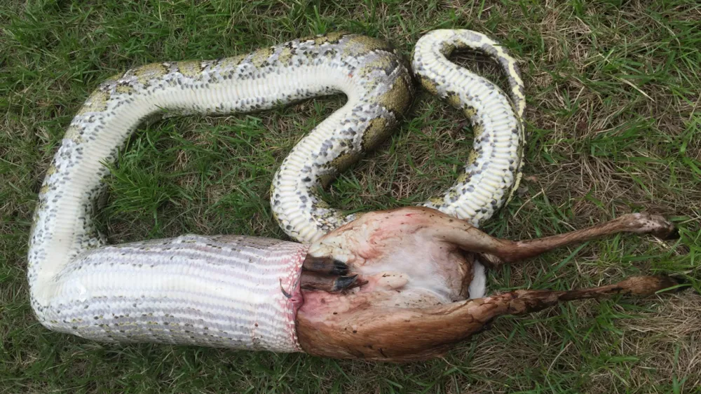 Burmese Python Snake Devours Entire Deer In Florida - Newsweek