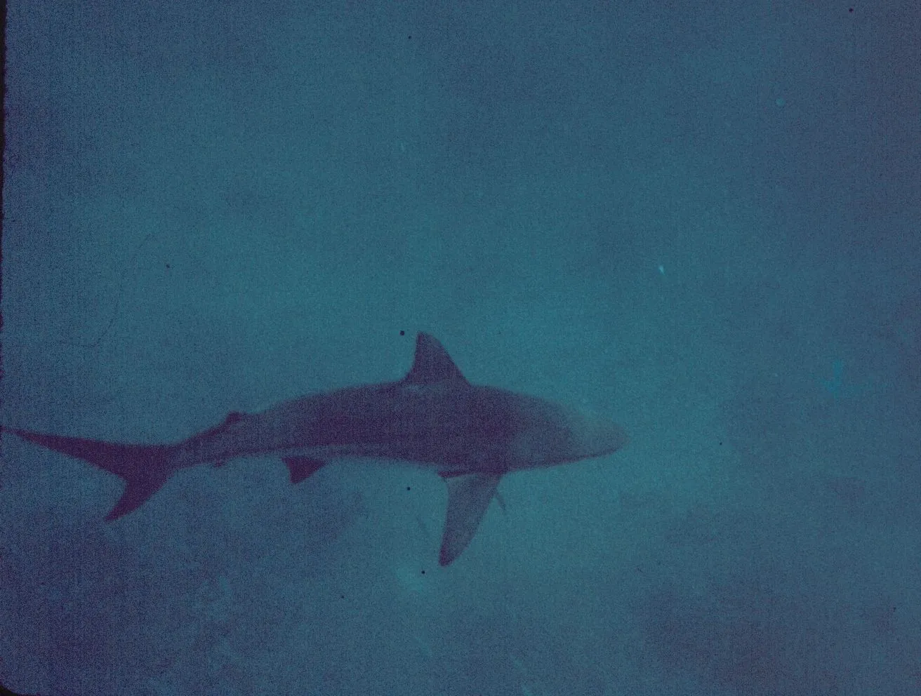 Blacktip Shark Facts: Climate Change Lowers Ocean Migration - Newsweek