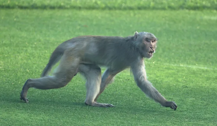 Minneapolis Residents Offer Theories After Mummified Monkey Found in ...
