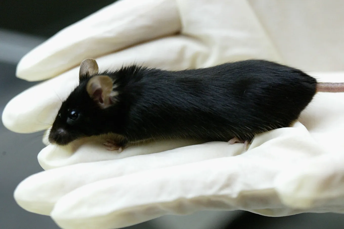 Mice With Human Brains Created in New Study, Could One Day Repair Brain ...