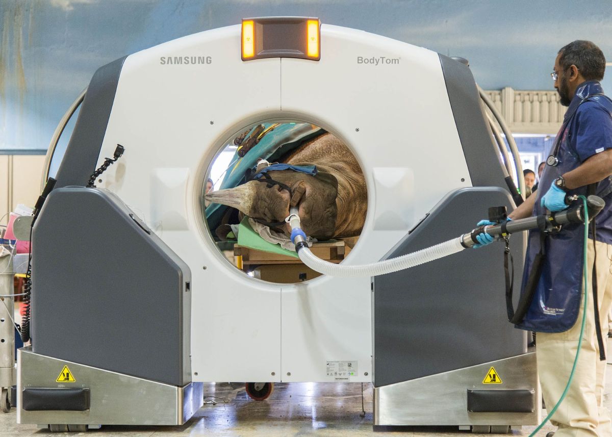 World’s First Rhino CT Scan Performed at Zoo - Newsweek