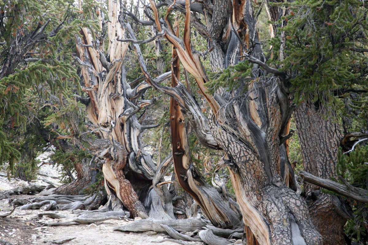Arbor Day 2018 Facts: The Oldest Tree in the World, How Forests Improve ...