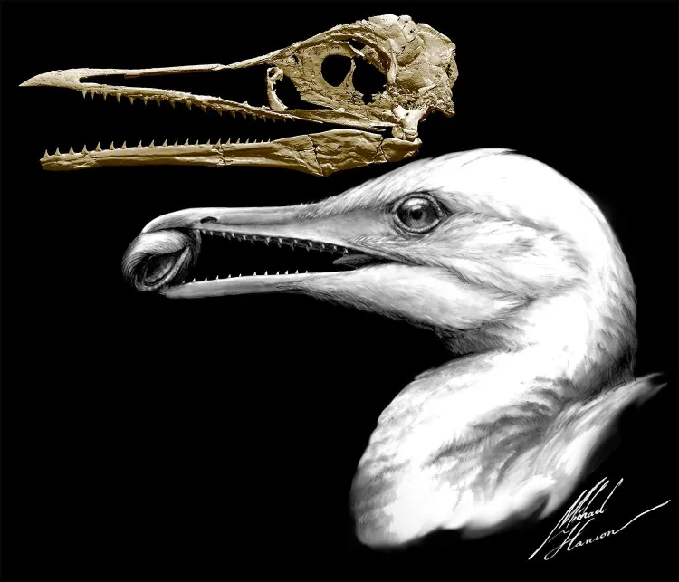 Scientists Discover the First Bird Beak—and It Has Dinosaur Teeth ...