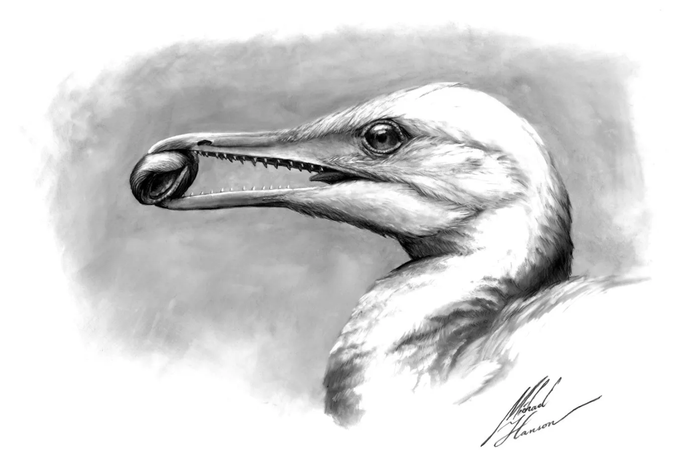 Scientists Discover the First Bird Beak—and It Has Dinosaur Teeth ...