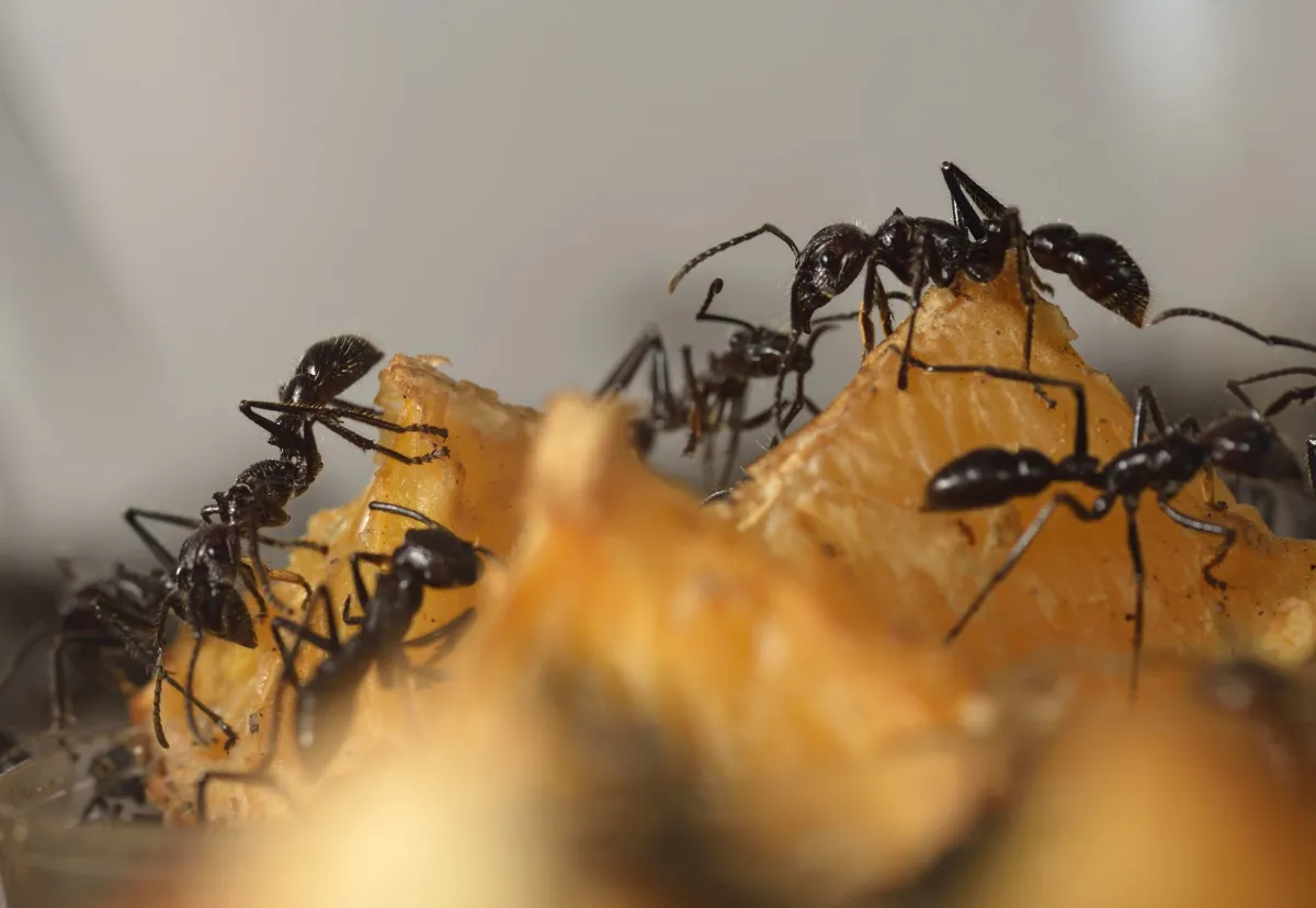 ‘Alien Ants’ Are Invading the U.S. Through Global Trade - Newsweek