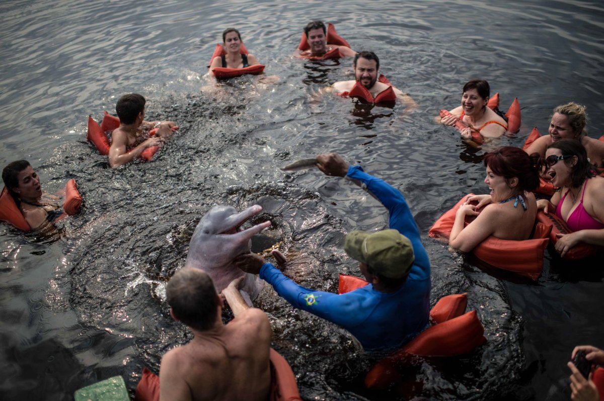 Dolphins’ Teeth Removed So They Could Swim With Tourists on ‘Paradise ...