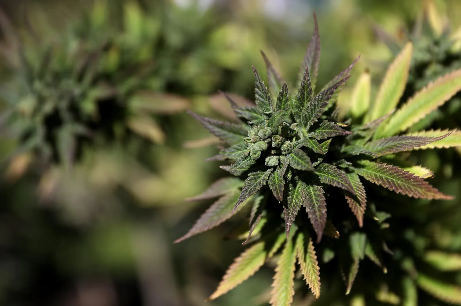 Legal Weed Gains Momentum as Texas Republicans Back Marijuana ...