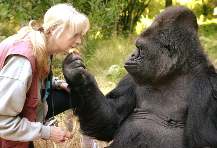 Who Was Koko? Sign-Language Gorilla Dead at 46 - Newsweek