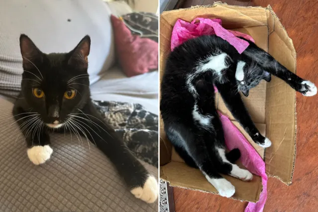 Tears As Rescue Cat Left Disabled After Severe Abuse Finds Forever Home ...