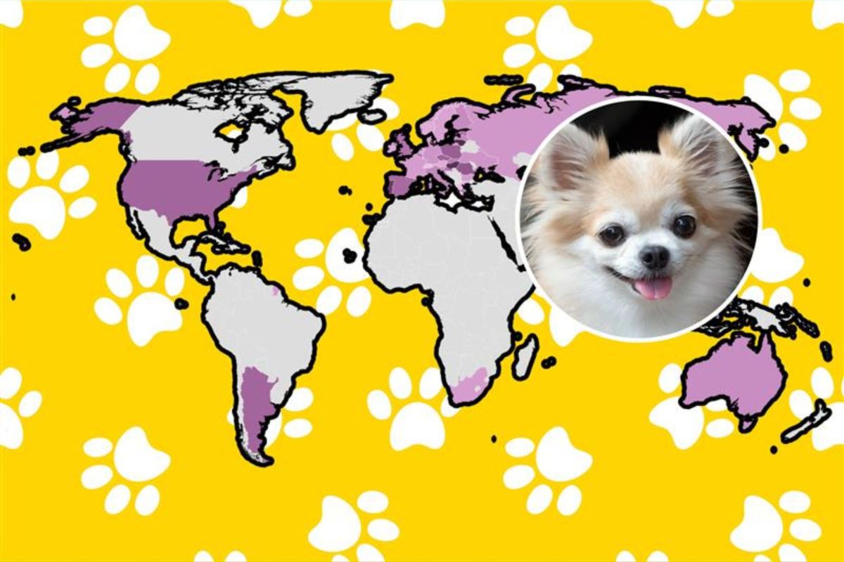 Map Reveals Which Countries Love Dogs the Most - Newsweek