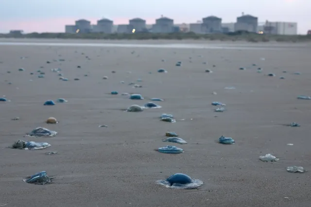 jellyfish News & Latest Pictures From Newsweek.com