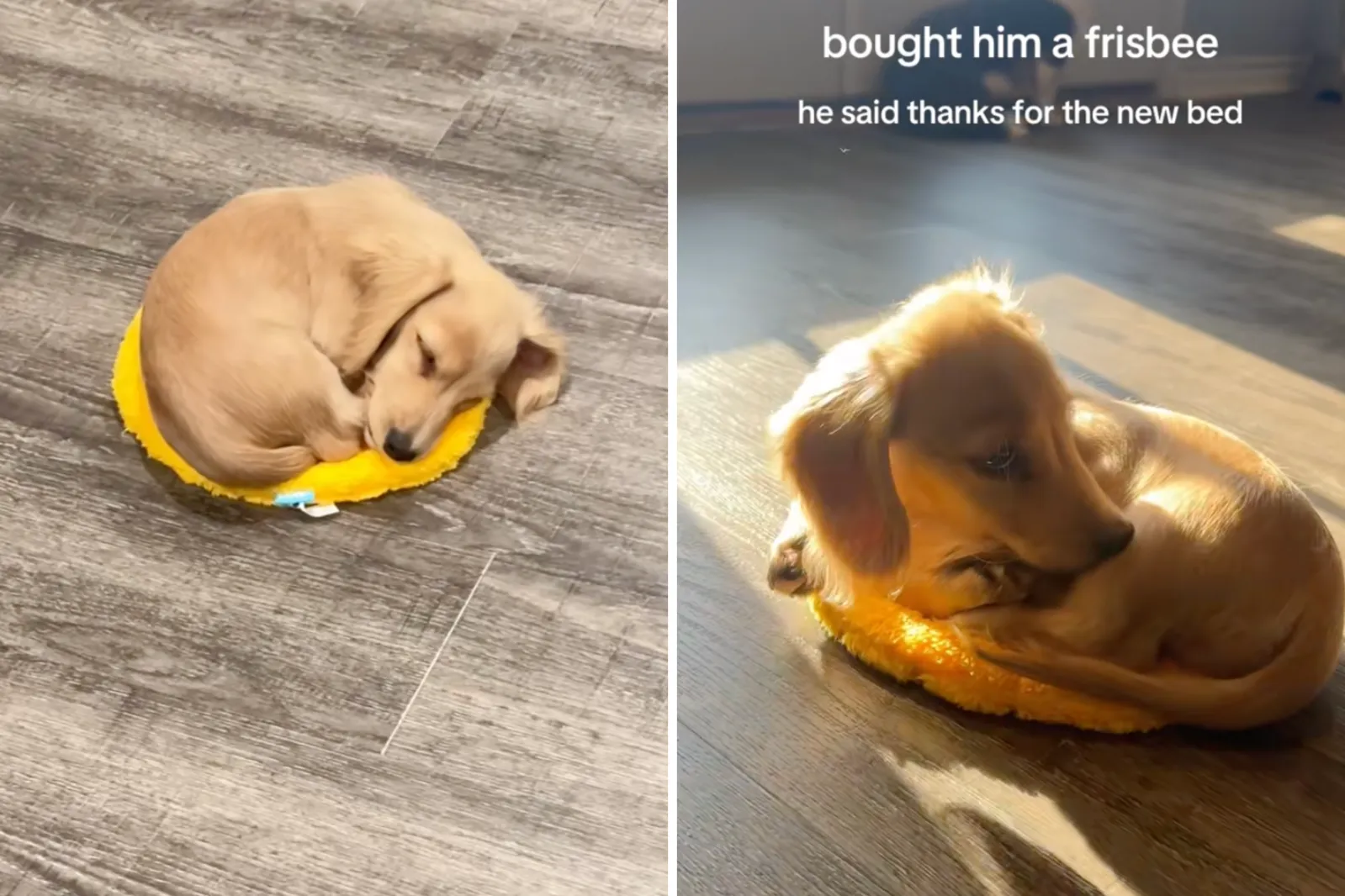 Owners Get Frisbee for Puppy, Not Prepared for What He Does With It ...