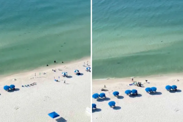 Sharks News & Latest Pictures From Newsweek.com