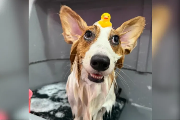 Owner Wanted Dog Updates During Grooming—Can’t Cope With What They Sent ...