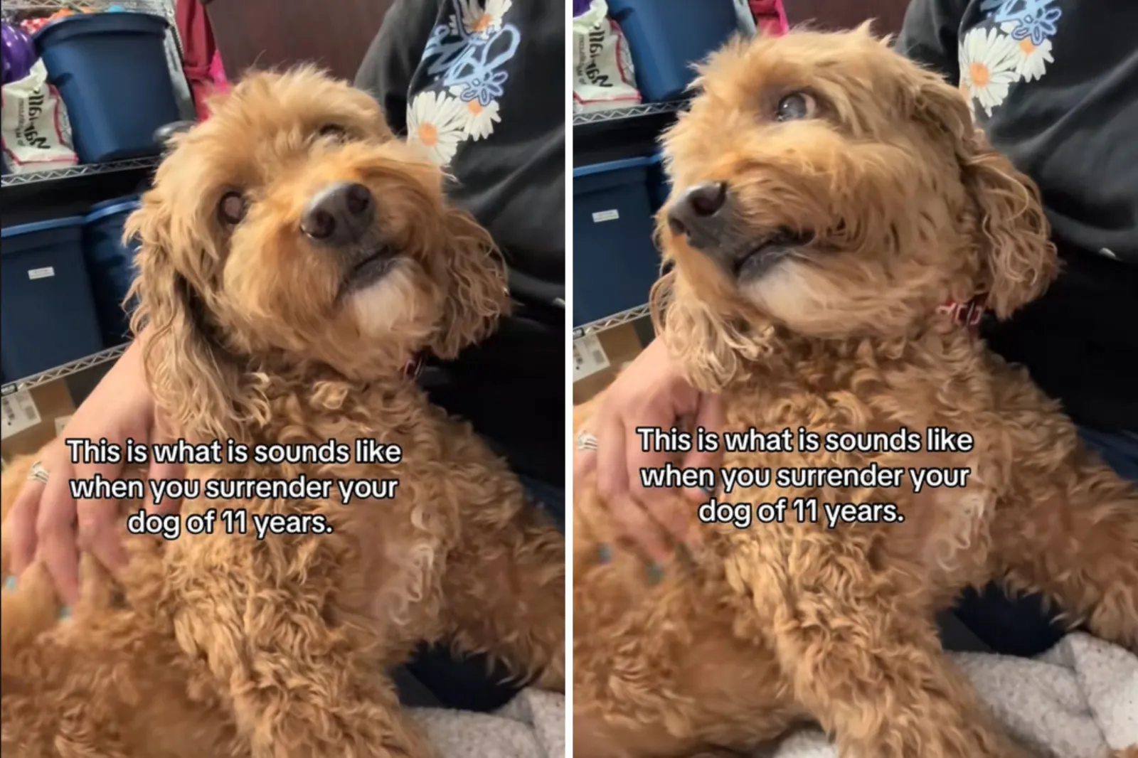 Rescuer’s Message For Owner Who Abandoned Dog After 11 Years: “So ...