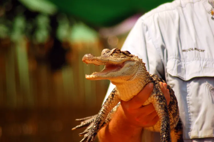 Alligator News & Latest Pictures From Newsweek.com
