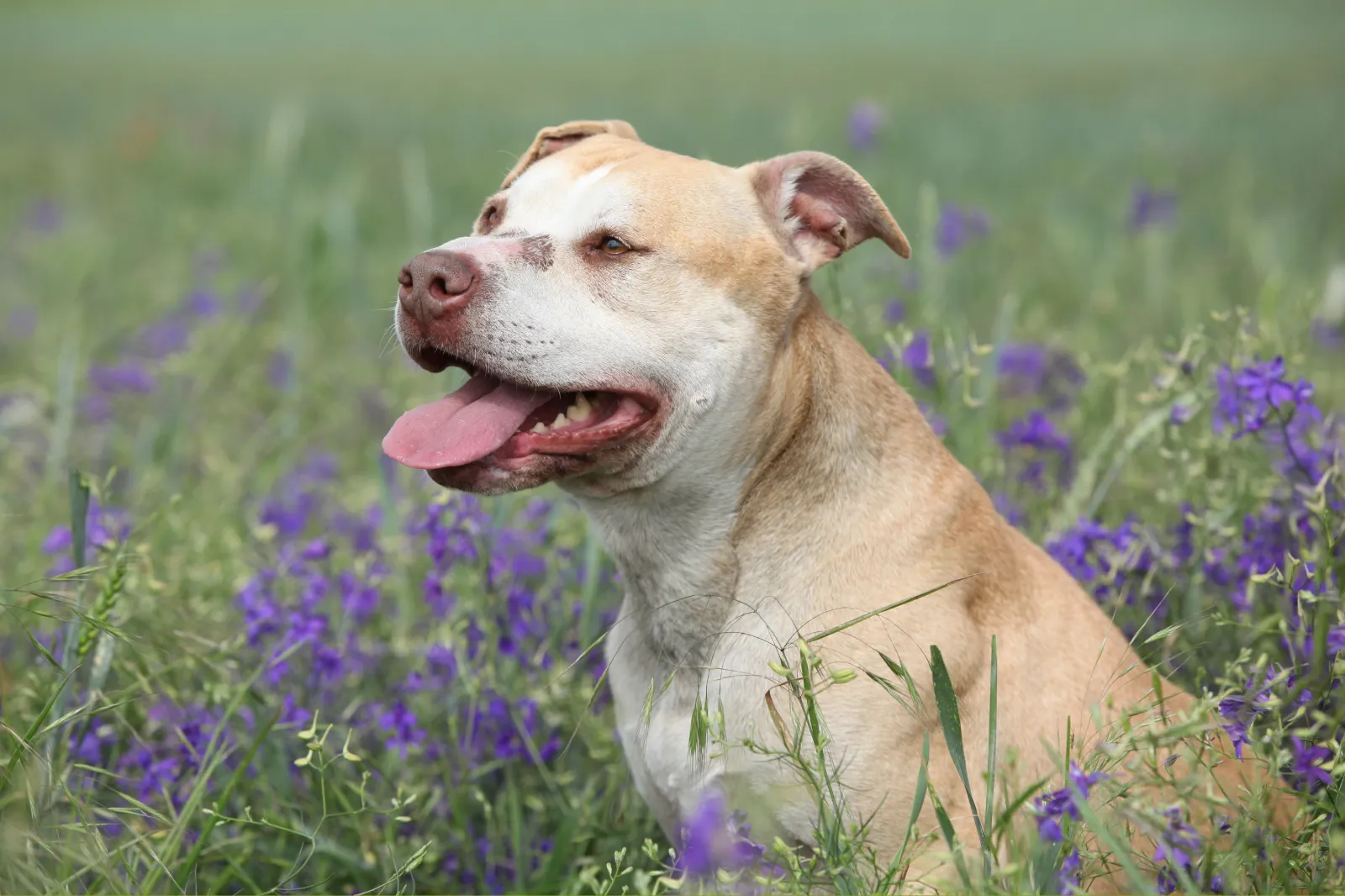 Owners DNA-Test Rescue Dog To Check Breed—Reveals Something No One ...