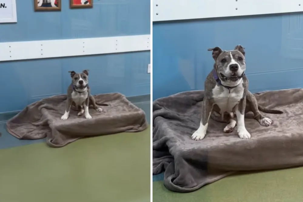 Dog ‘Smiles’ at Everyone Who Visits the Shelter—Still No One Adopts Her ...