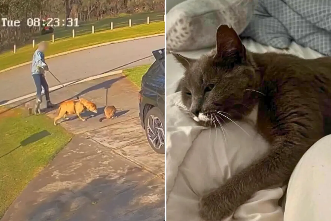 Fatal Dog Attack on Cat Caught on Camera: ‘I Can Still Hear Her Meowing ...