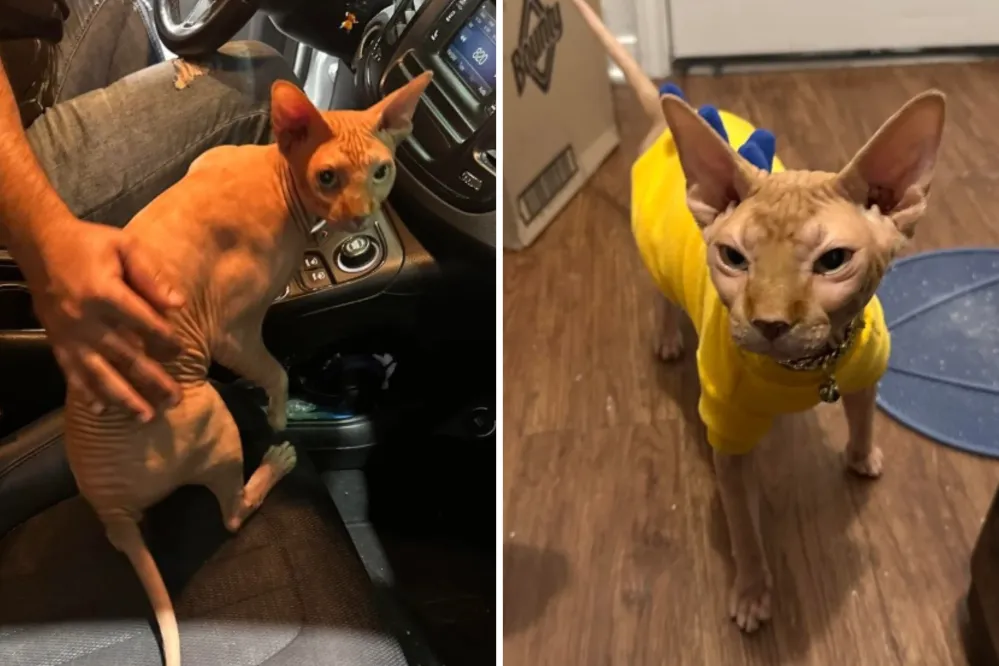 ‘Abandoned’ Sphynx Cat Rescued From Gas Station Finds Loving Forever ...