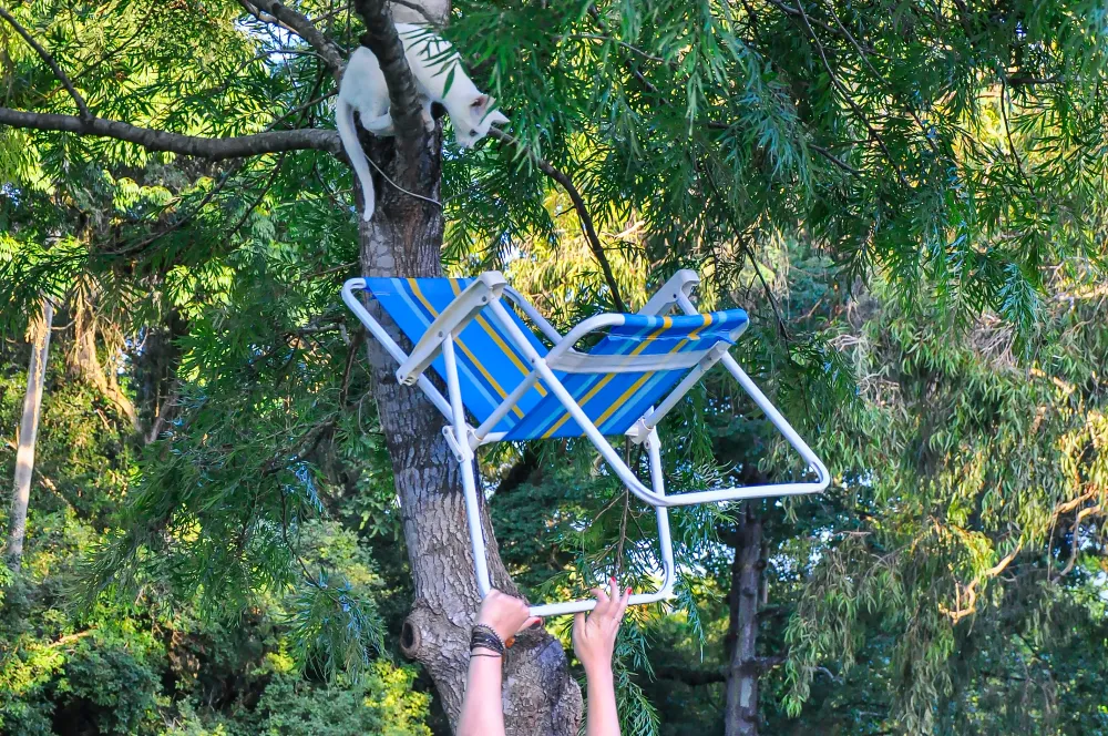 After Rescue From Tree, Stray Cat Follows Couple Home—They Know What To ...