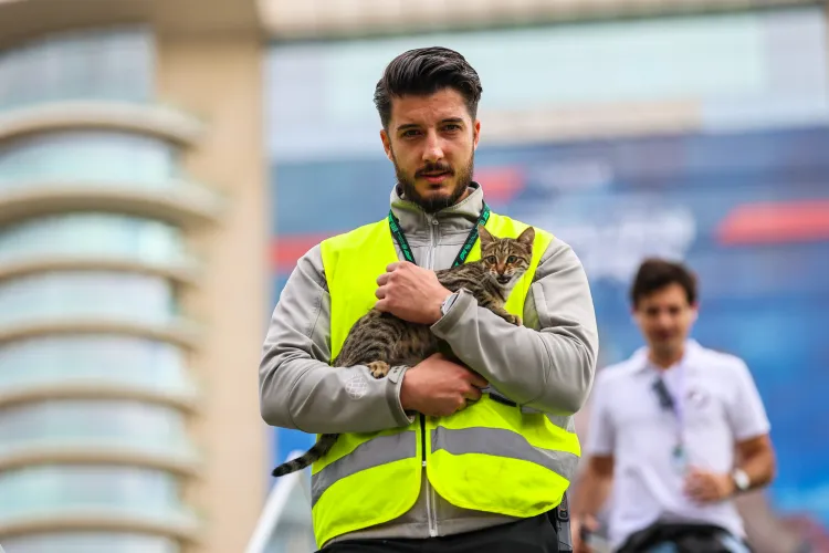 The Viral Azerbaijan Grand Prix "Paddock Cat" Gets a Name and Millions ...