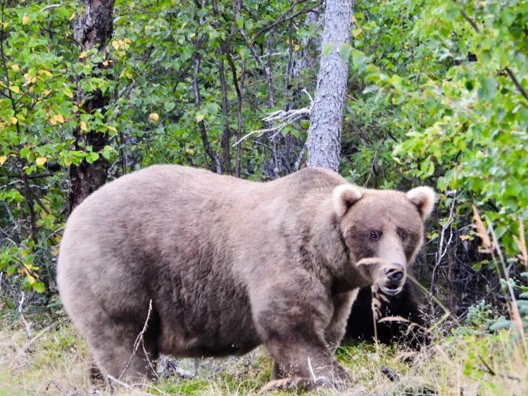 Fat Bear Week 2025: What to Know and How to Vote for Your Favorite ...