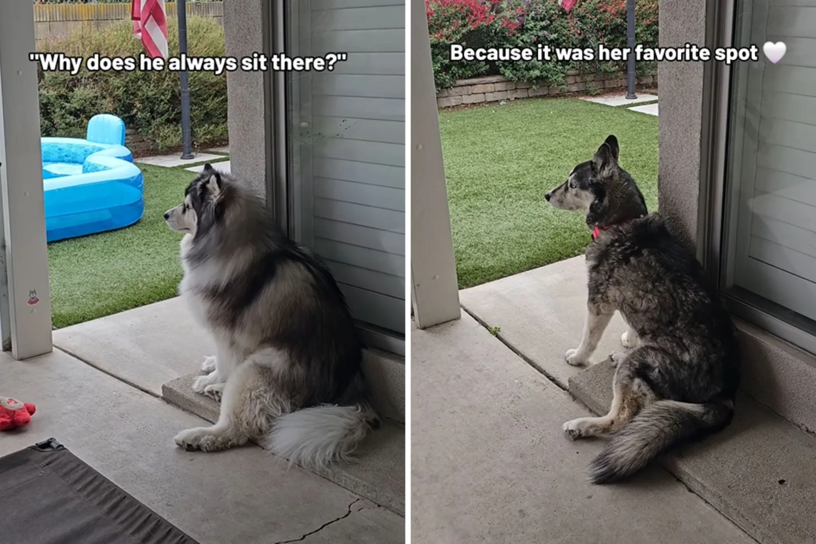 Owners Notice Dog Keeps Sitting in Same Spot—Then Uncover Touching ...