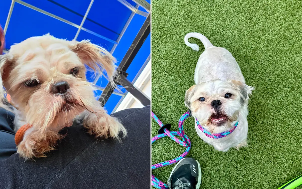 Stray Dog Arrives at Shelter, Staff Not Prepared for What Microchip ...