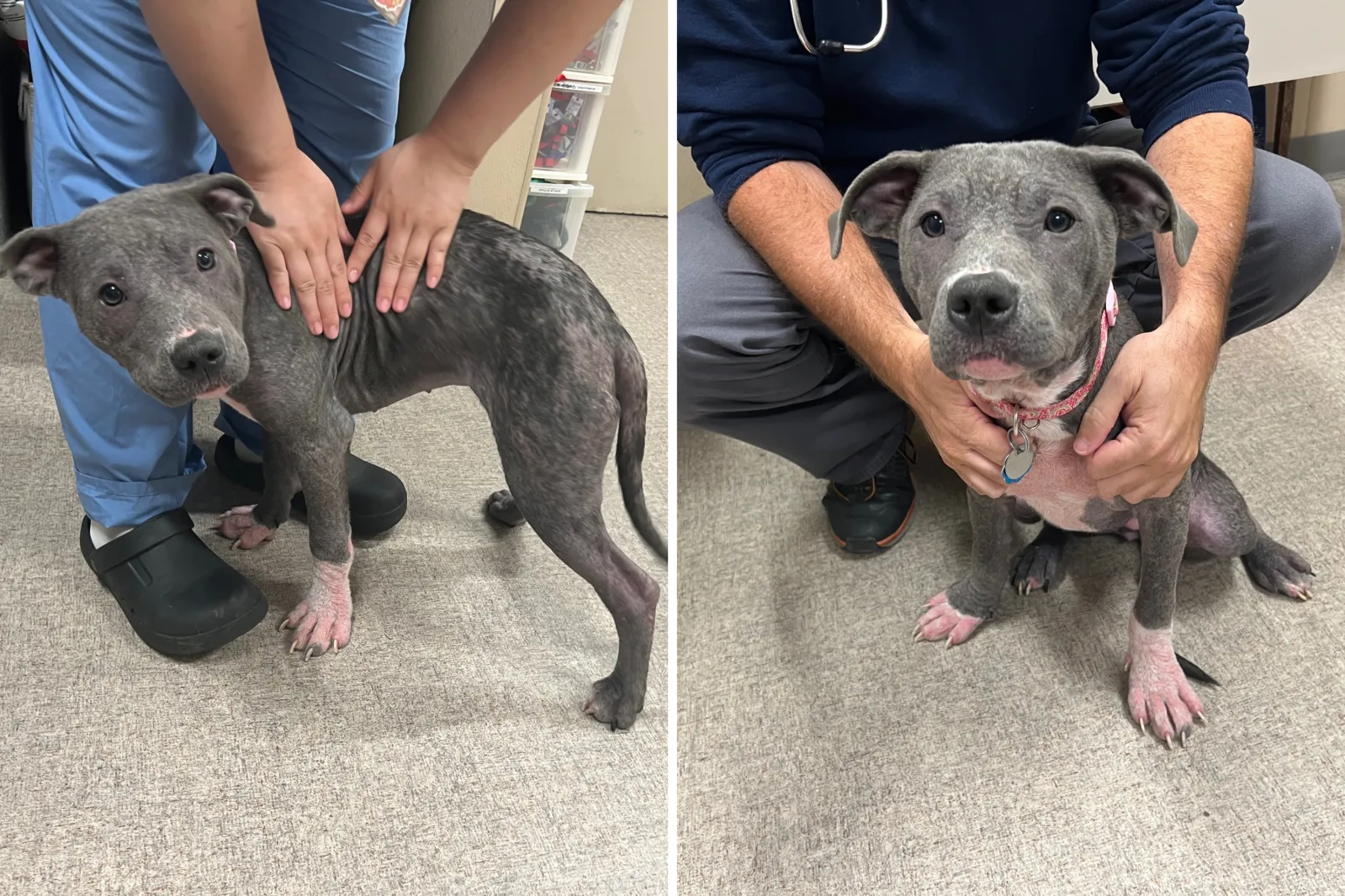 Abandoned Puppy Battled Severe Skin Condition, Finds Forever Home ...