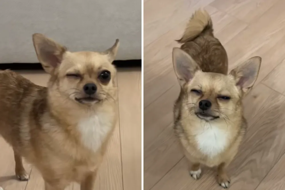Owner Rushes Chihuahua to Vet Over Eye Squint—$400 Later Truth Comes ...