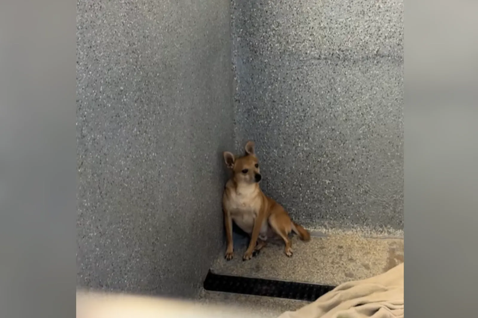 Hearts Break at Shelter Chihuahua and His Siblings Who Can’t Find a ...