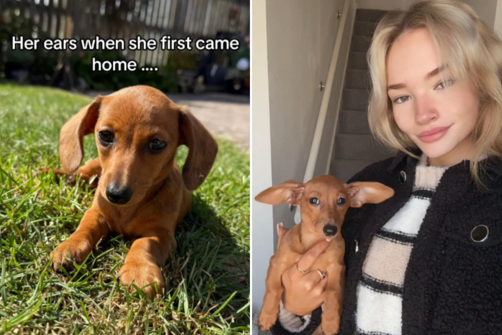 Puppy Looks Normal at First—Then Her Ears Begin to Rapidly Grow - Newsweek