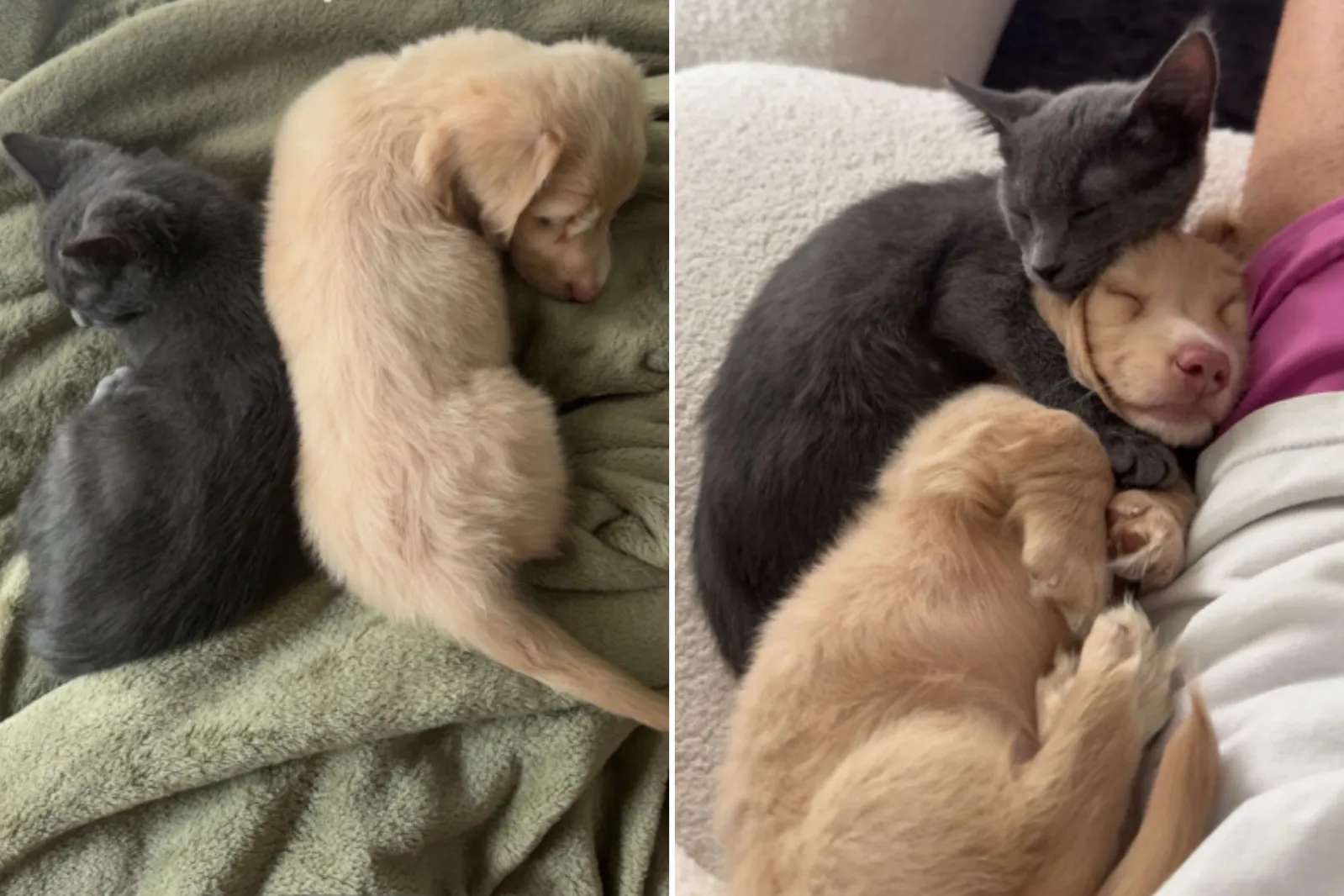 Woman Adopts Kitten and Puppy Days Apart—What Happens Next Melts Hearts ...