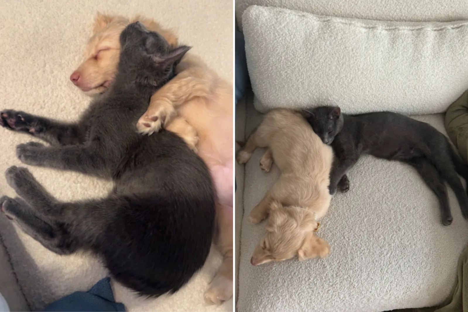 Woman Adopts Kitten and Puppy Days Apart—What Happens Next Melts Hearts ...