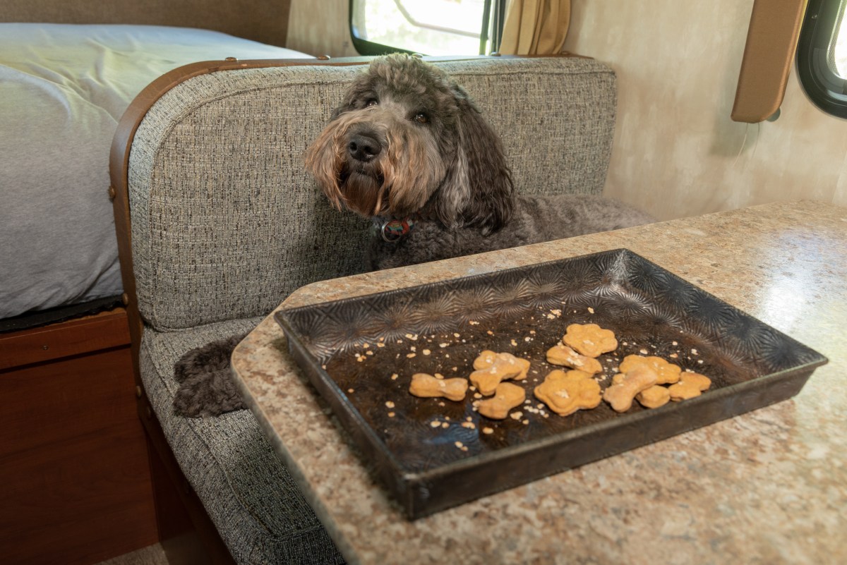 Woman offers rescue dog a biscuit, shock over what she demands next ...