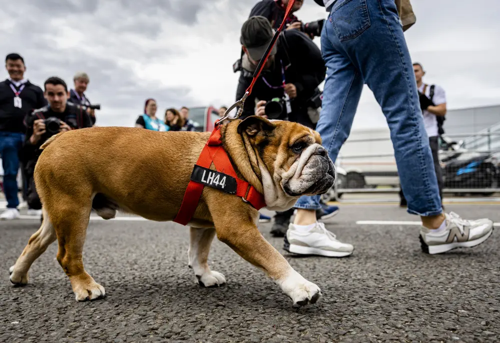 Tributes Pour In From F1 After Lewis Hamilton’s Dog Roscoe Dies - Newsweek