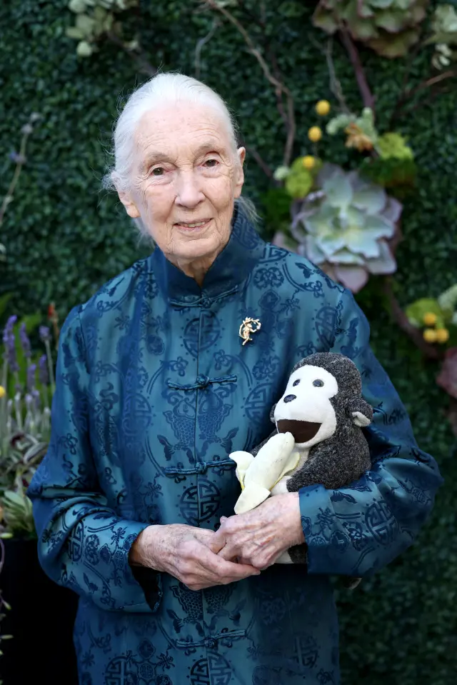 Conservationist Jane Goodall Dead at 91 While on U.S. Speaking Tour ...