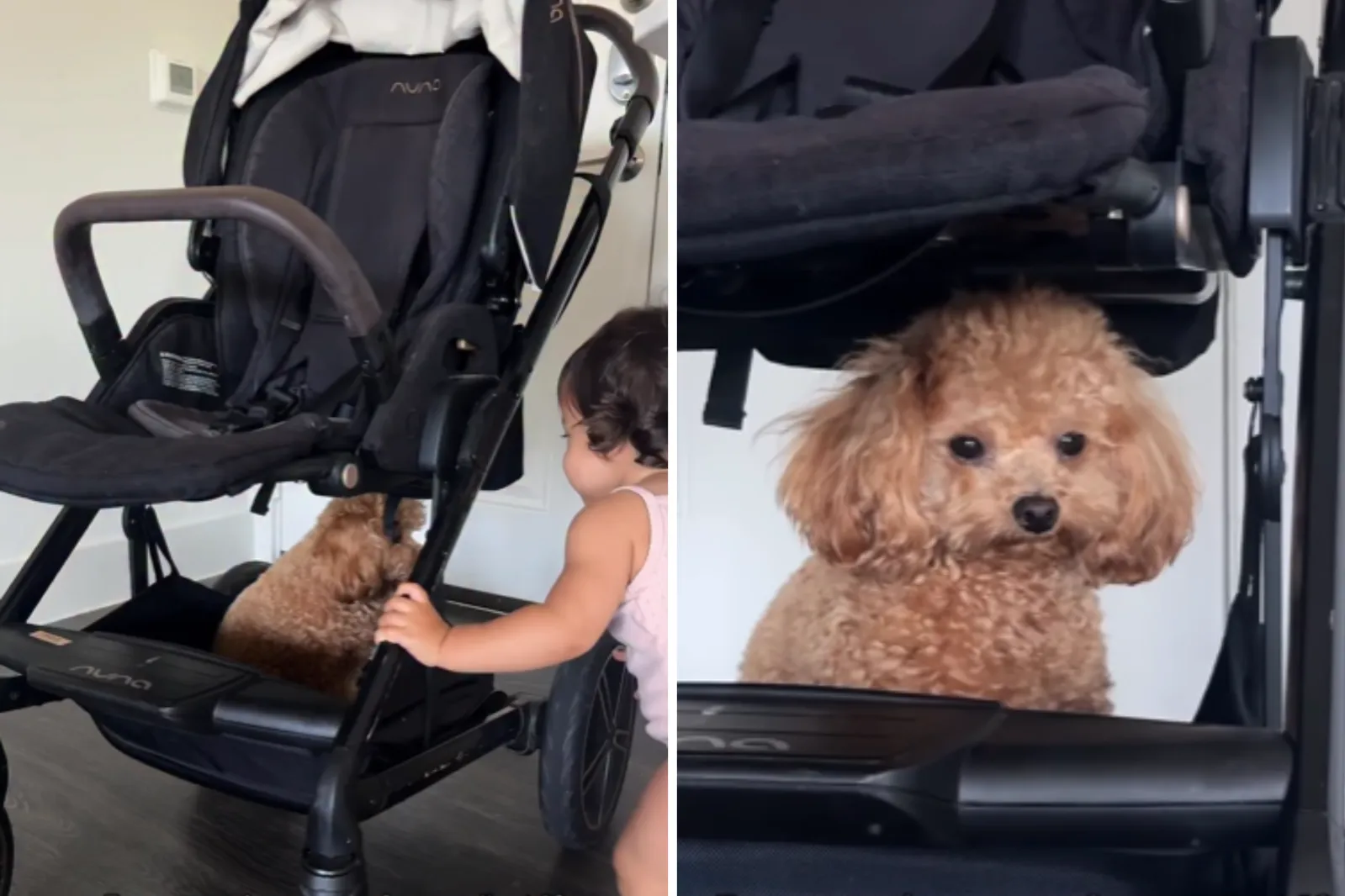 Family Goes on Same Walk Each Day—Tears at What Tiny Poodle Does To ...