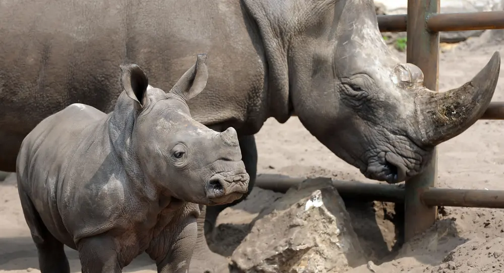 Most poached animals in the world revealed by wildlife group %%page ...