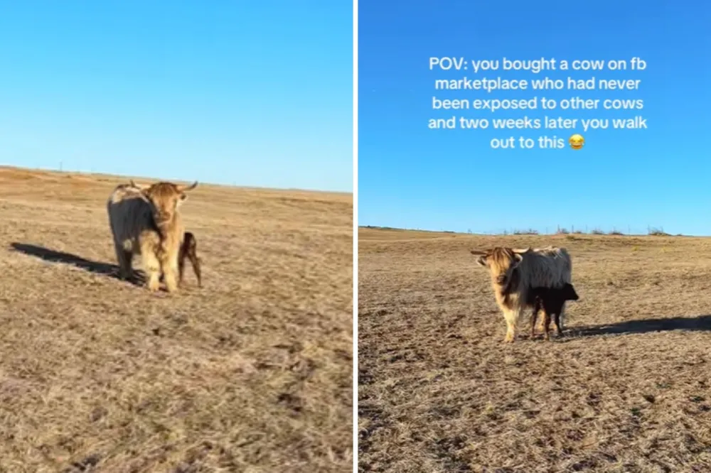 Woman Buys Cow From Facebook Marketplace, Later Learns She’s BOGO Deal ...