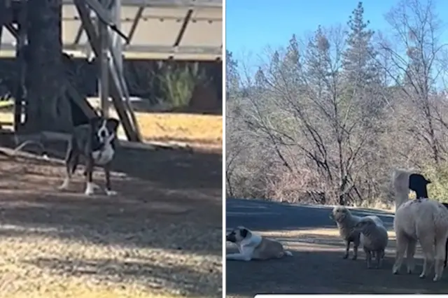 Farm Animals Face Intruder—but They Know Who Will Protect Them - Newsweek