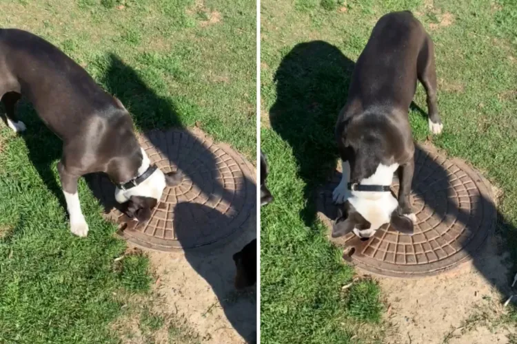 Dog fascinated with manholes wins pet of the week - Newsweek