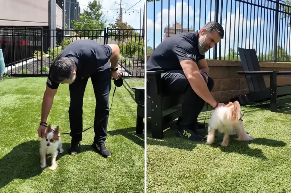 Woman ‘Hesitant’ To Let Cat and Dog Play Together, Then She Checked Pet Cam - Newsweek