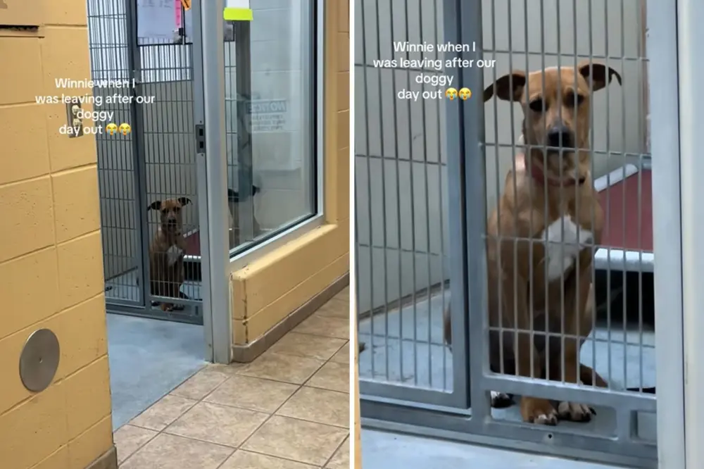 Tears As Dogs Rescued From Animal Testing Center Touch Grass for First ...