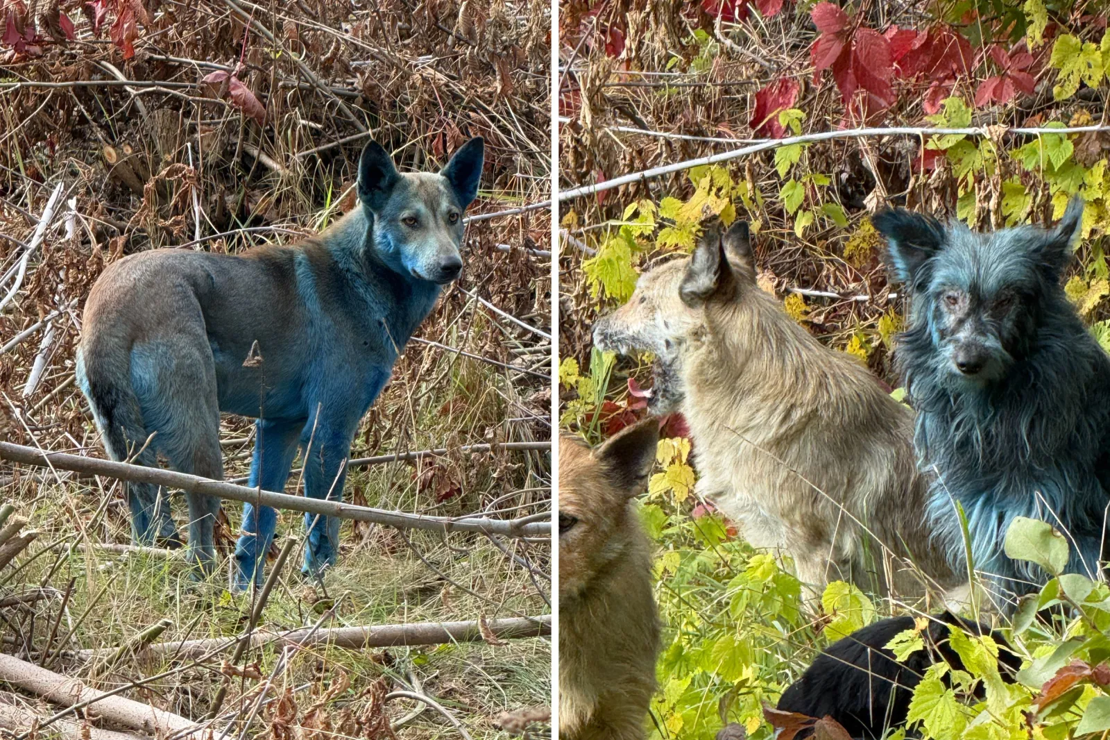 Mystery of Blue Dogs at Chernobyl Disaster Site May Have Been Solved ...