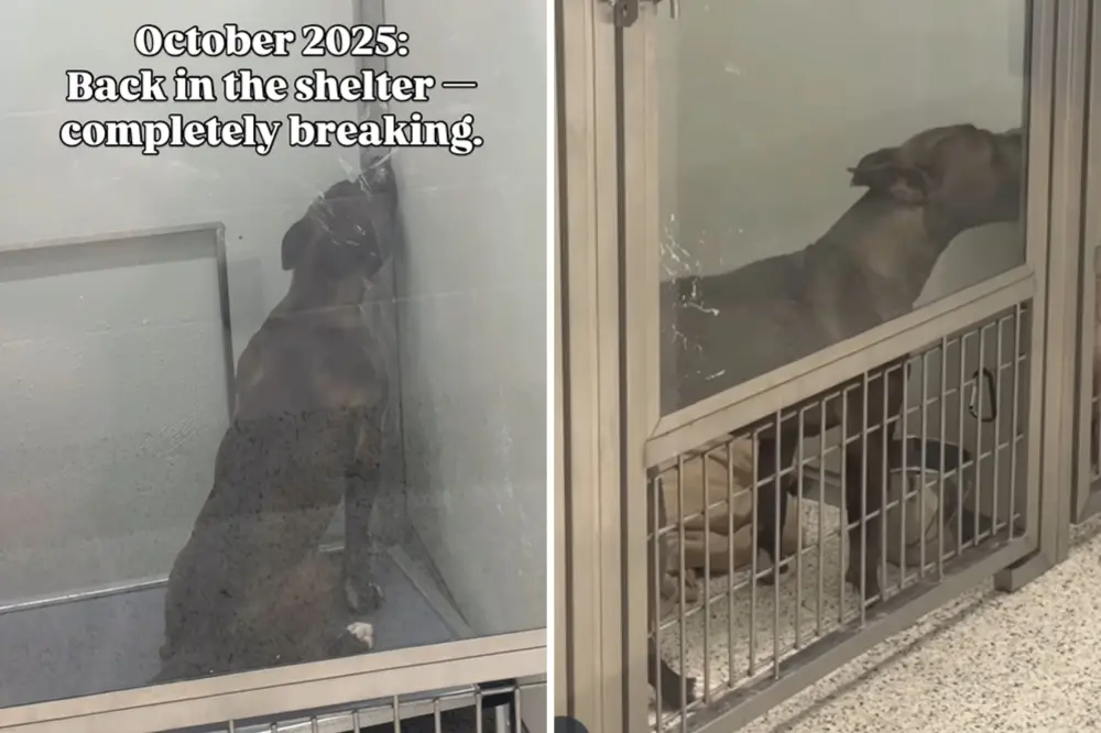 Tears As Dogs Rescued From Animal Testing Center Touch Grass for First ...