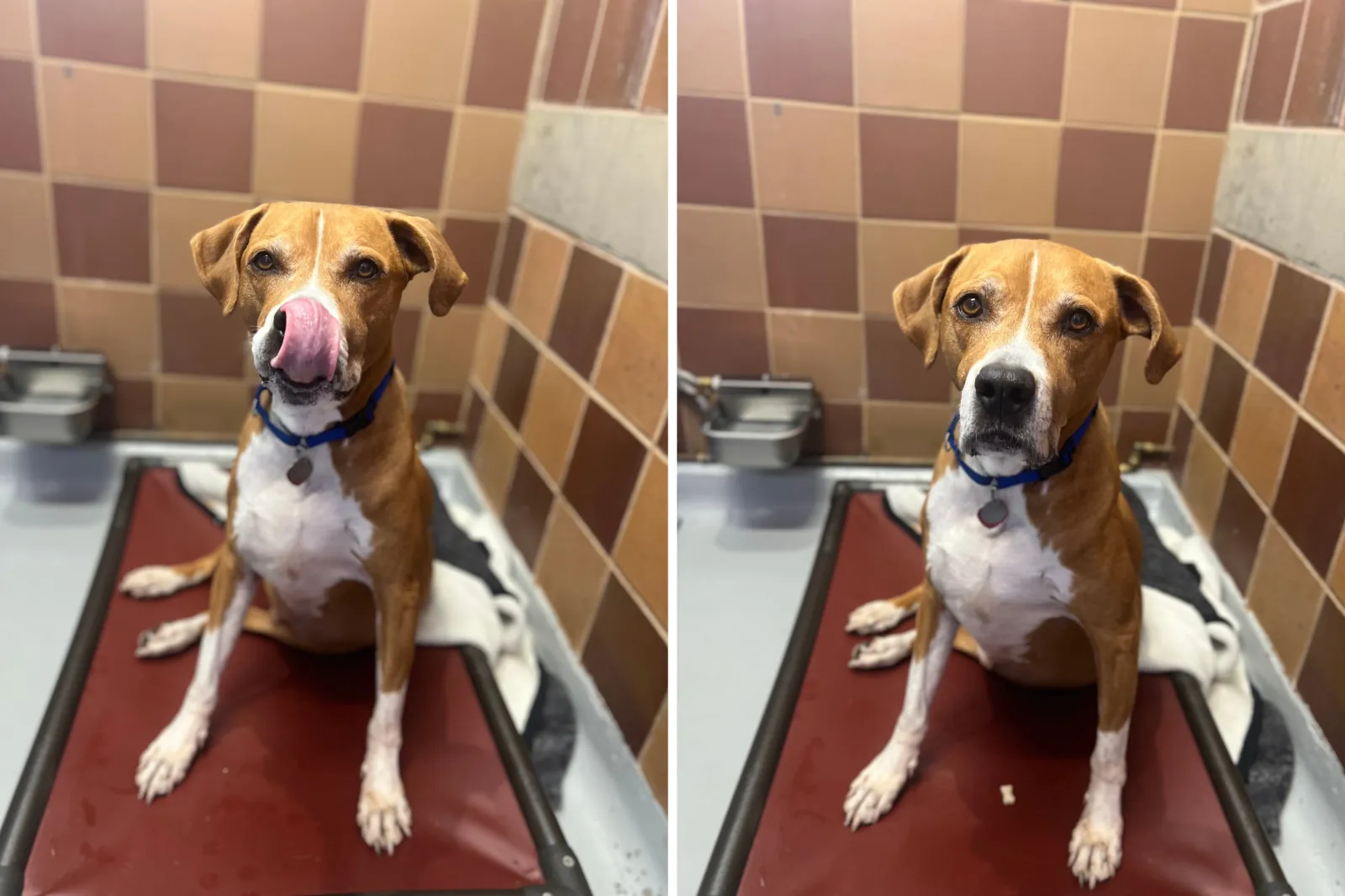 Hearts Break for Senior Dog in Shelter 478 Days—but Hasn’t ‘Lost His ...