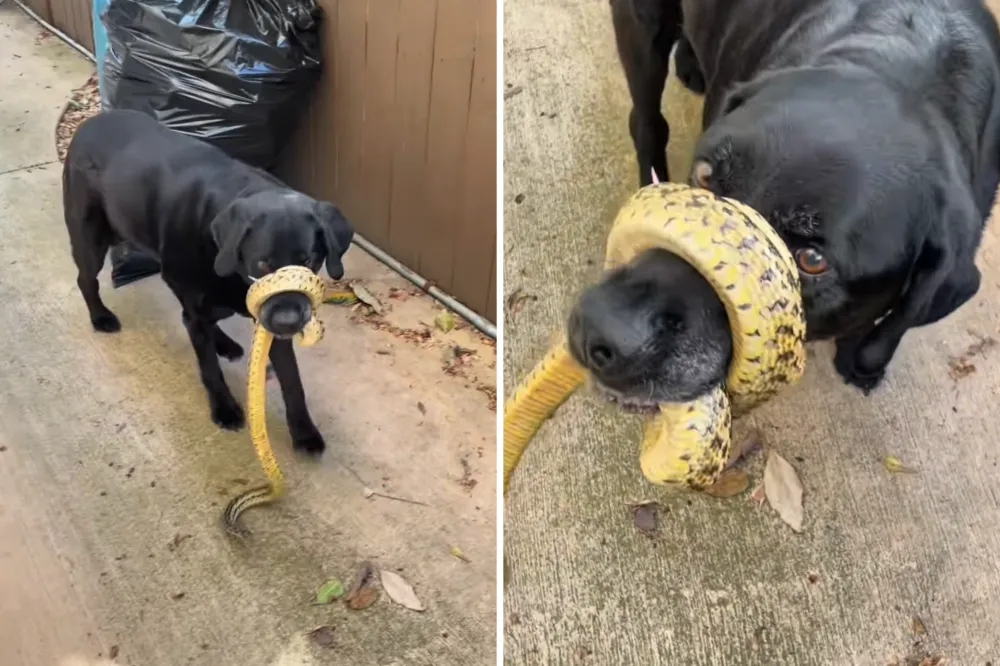 Snake Catcher in Horror As He Recalls Wildest Ever Job at Dog Owner’s ...