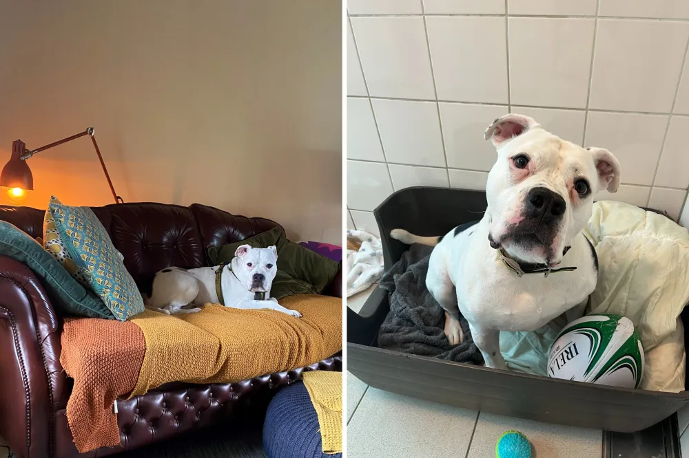 Moment Deaf Dog Learns via Sign Language He’s Adopted After 1,452 Days ...